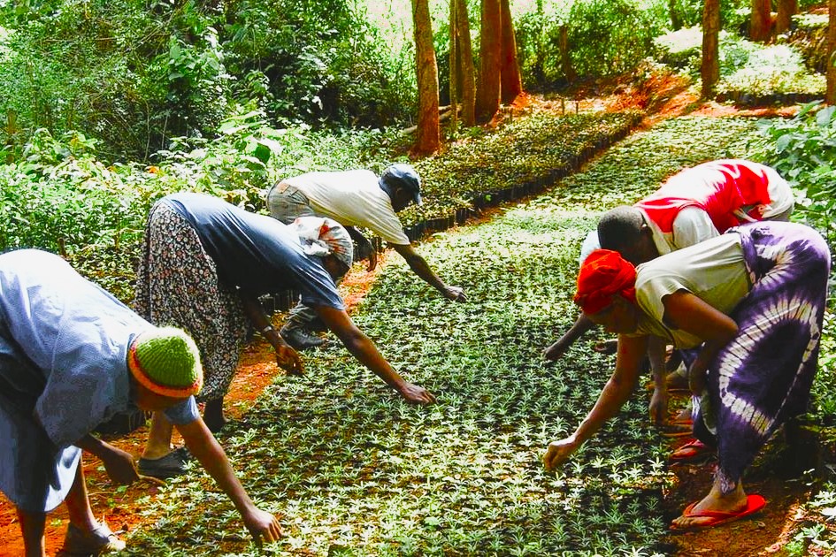 Fall Sustainability Series: TAKING ROOT: THE VISION OF WANGARI MAATHAI ...